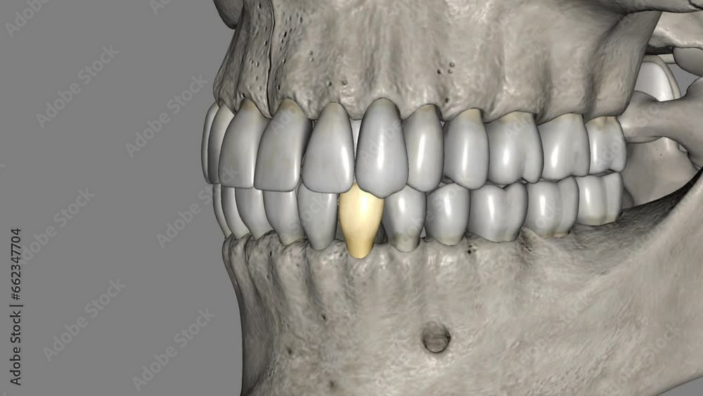 The mandibular canine is the tooth located distally from both ...