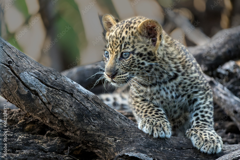 Cute Leopard cub. This leopard (Panthera pardus) cub is coming out of ...