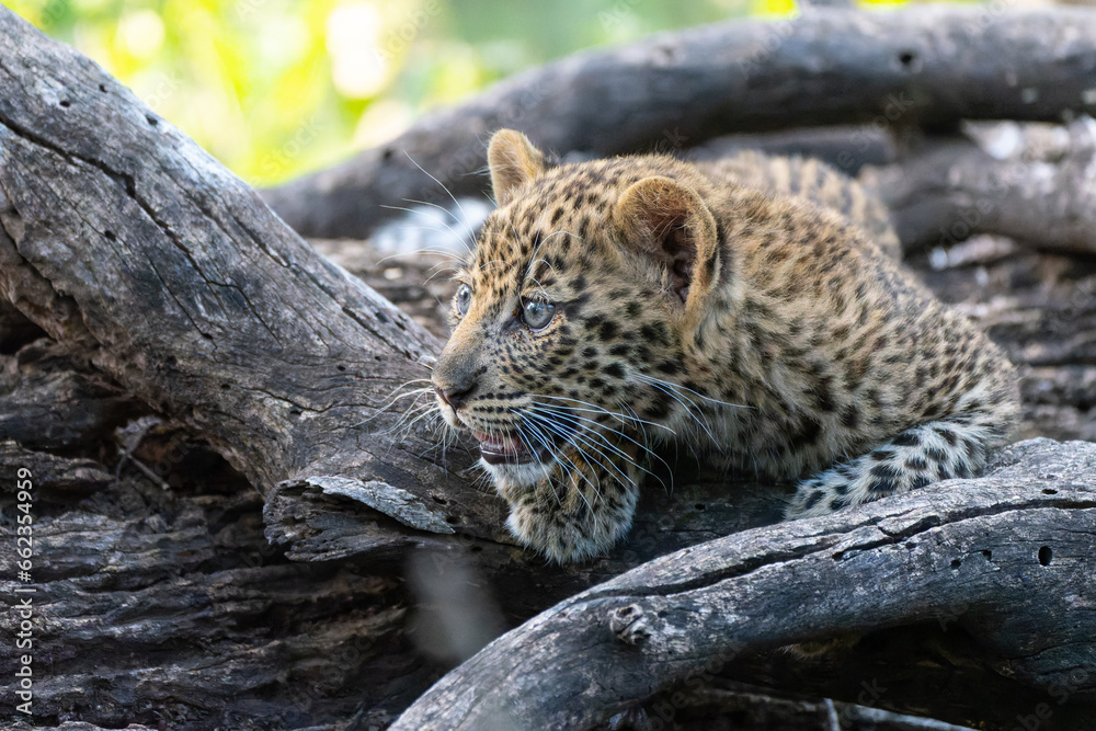 Cute Leopard cub. This leopard (Panthera pardus) cub is coming out of ...