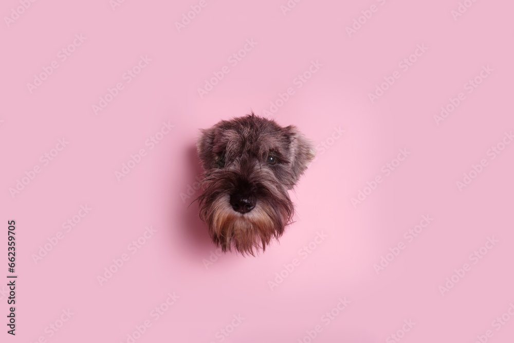 Miniature Schnauzer dog on pink background, pet through a hole in a ...