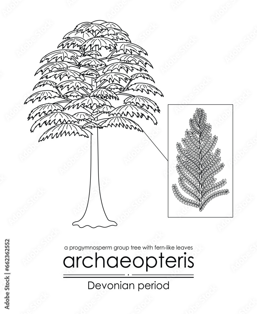 Archaeopteris, the earliest known woody tree, a Devonian period ...