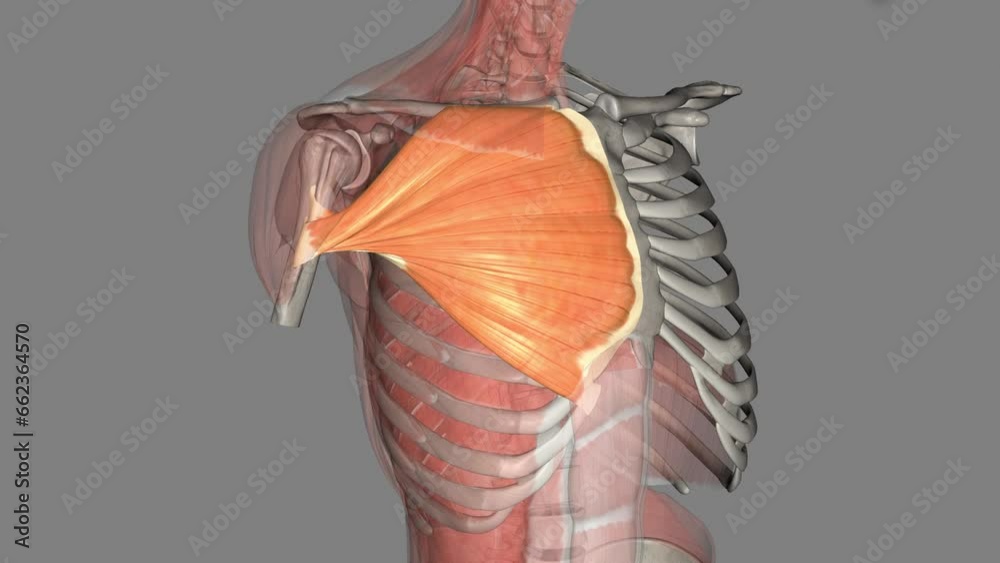 The pectoralis major is the superior most and largest muscle of the ...