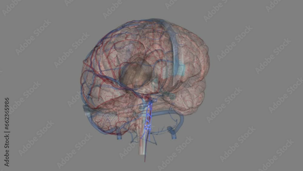 The basilar venous plexus lies between the endosteal and meningeal ...