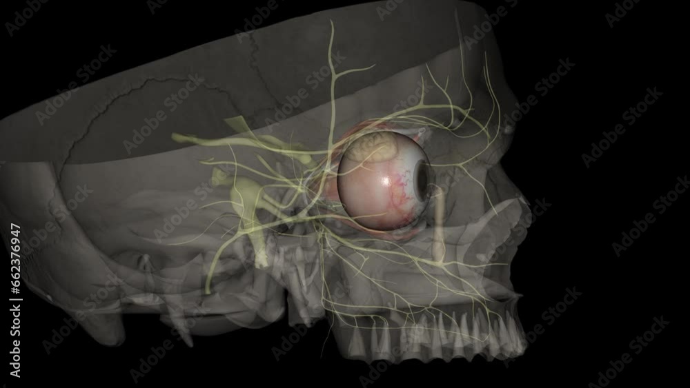 The eye light reflex, is regulated by three structures: the retina, the ...
