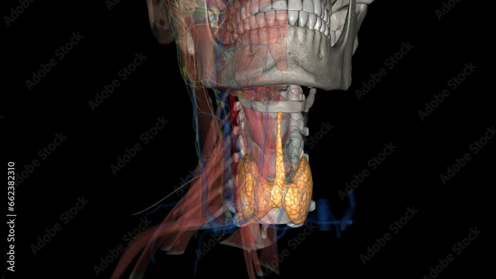 The thyroid is a small, butterfly-shaped gland located at the base of ...