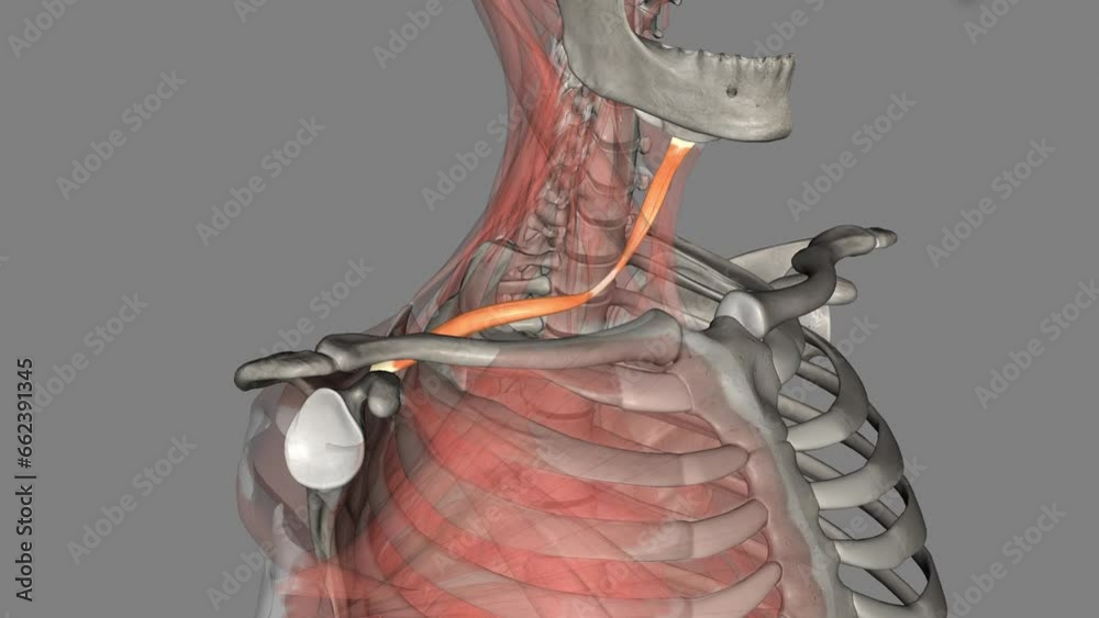 The omohyoid muscle is a muscle in the neck. It is one of the ...