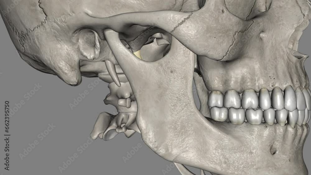 The sphenomandibular ligament (internal lateral ligament) is one of the ...