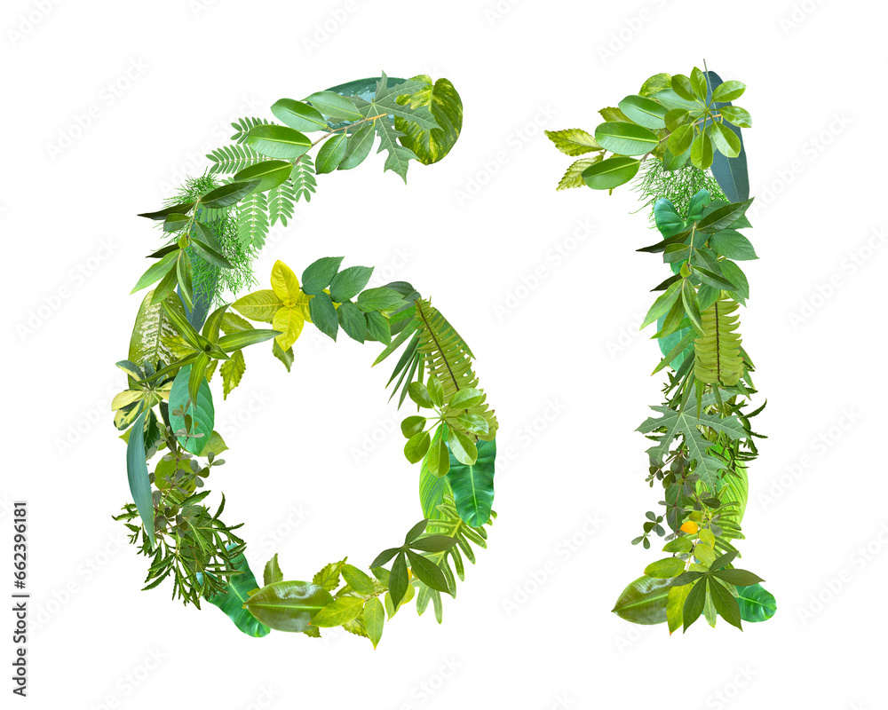 The shape of the number 61 is made of various kinds of leaves isolated ...