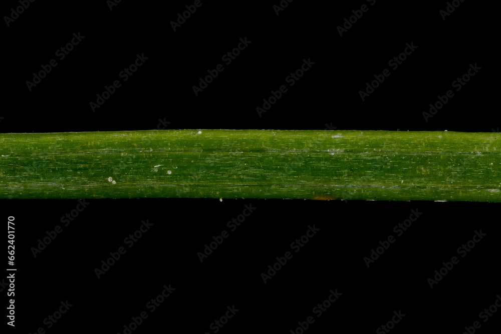 Japanese White Pine (Pinus parviflora 'Glauca'). Acicular Leaf Detail ...
