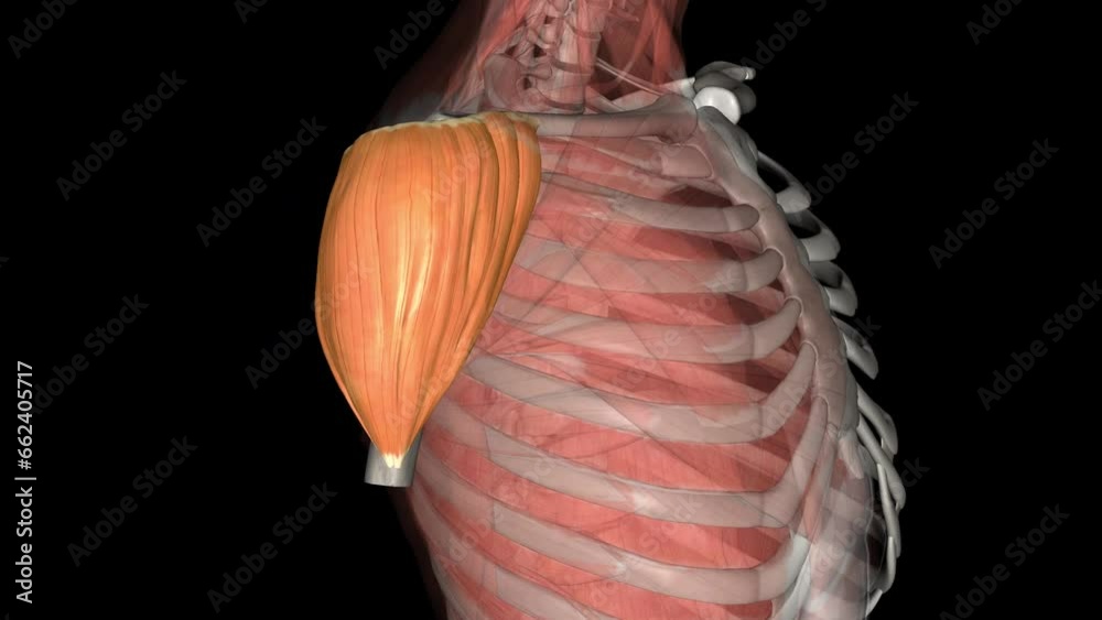 The Deltoid muscle is a large triangular-shaped muscle that lies over ...