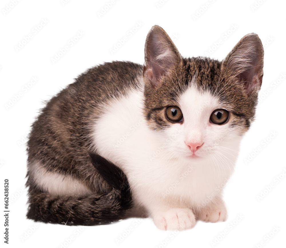 Kot, PNG, zdjęcie bez tła, szary kot, kociak Stock Photo | Adobe Stock