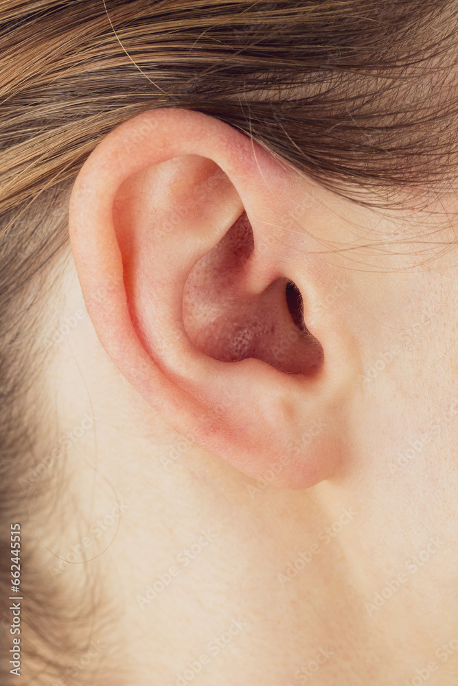 Human outer ear, structure of the auricle, external auditory canal ...