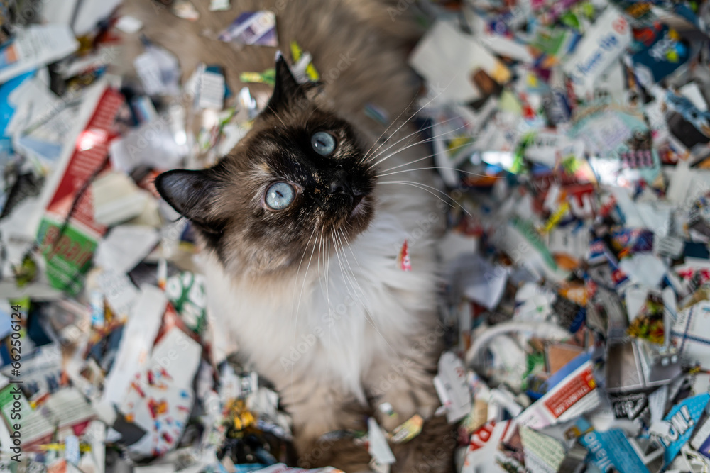 Cat Mess Destroy Shred Paper Naughty Feline Siamese Ragdoll Portrait ...