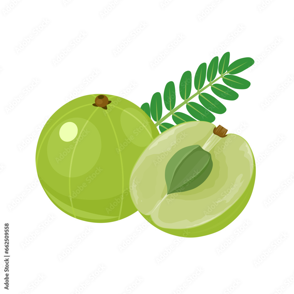 Vector illustration, Phyllanthus emblica, also known as emblic ...