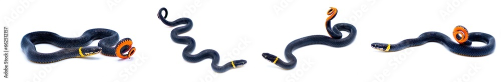 Southern ring necked or ringneck snake - Diadophis punctatus punctatus ...