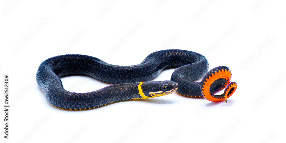 Southern ring necked or ringneck snake - Diadophis punctatus punctatus ...