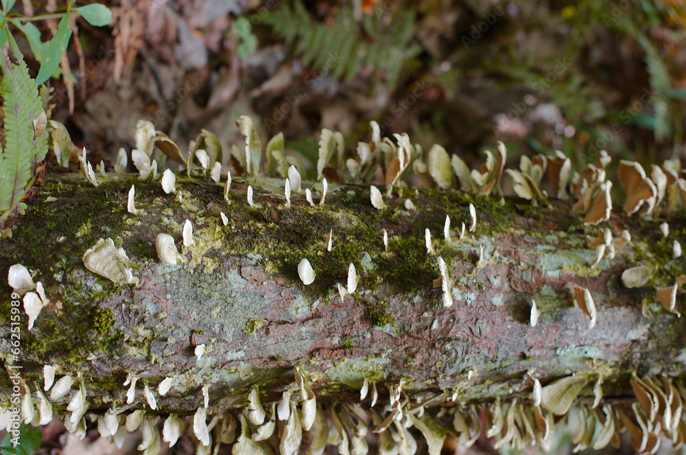 Fungus mushrooms growing down tree limb in the woods. White color with ...