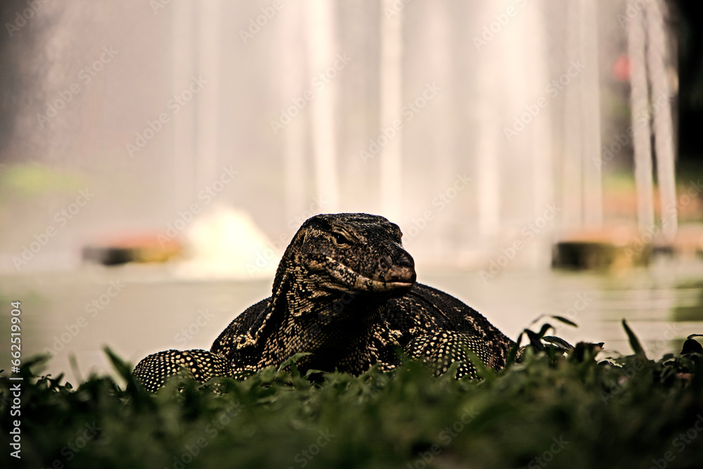 lizard park, Asian water monitor - Varanus salvator is also a common ...