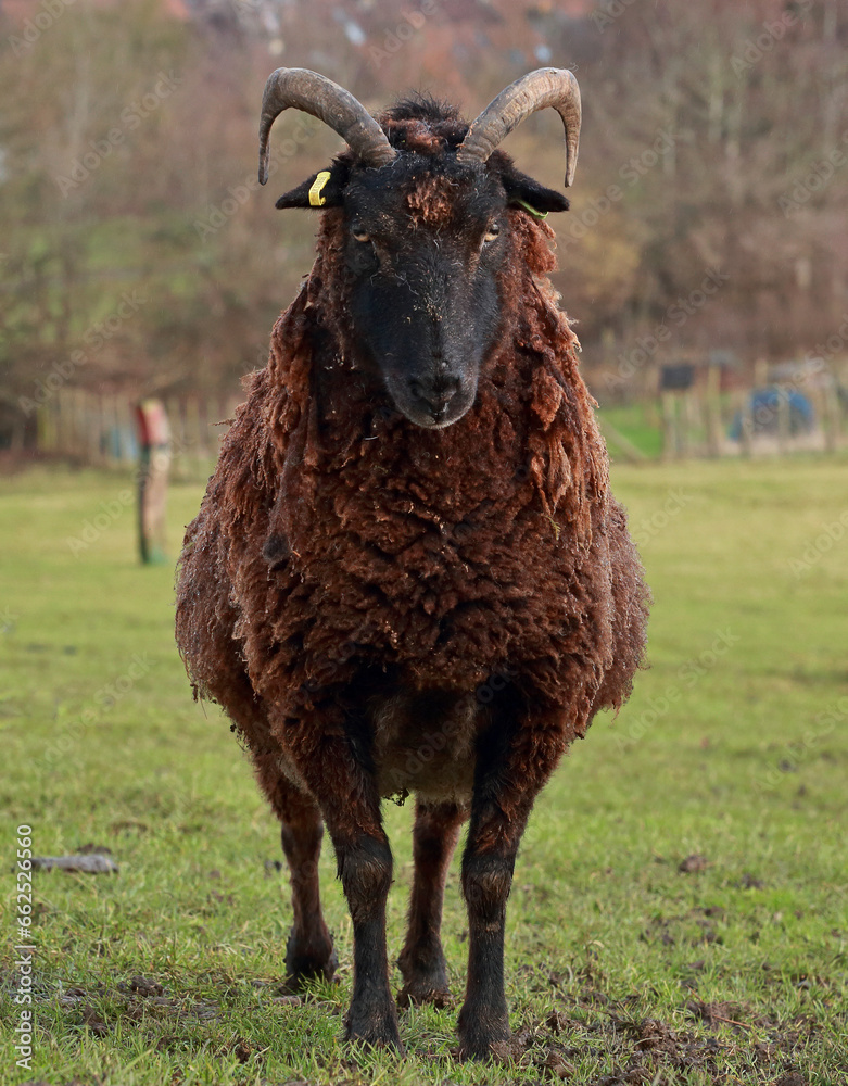 Vertical portrait photo of a Soay sheep ram. This breed is hardy, low ...
