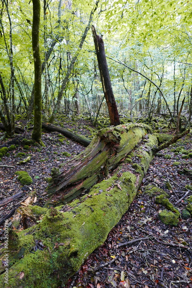Aokigahara sea of tree Jyukai and hyoketsu ice cave in Mt Fuji and Mt ...