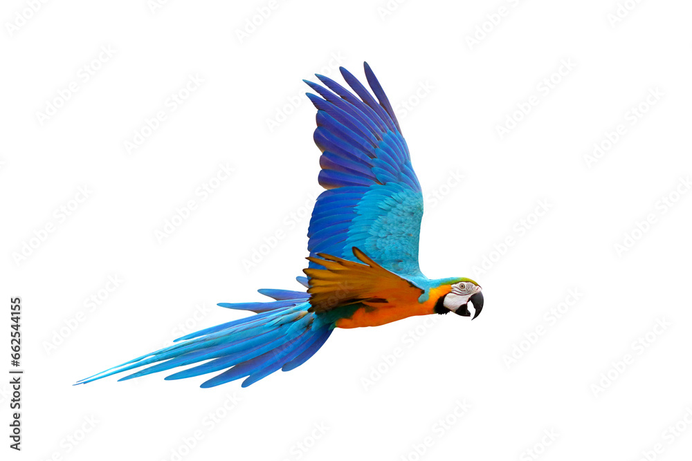 Colorful flying parrot isolated on transparent background png file ...