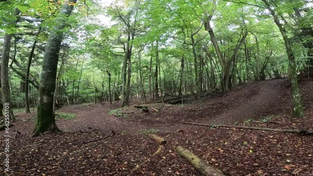 Aokigahara sea of tree Jyukai and hyoketsu ice cave in Mt Fuji and Mt ...