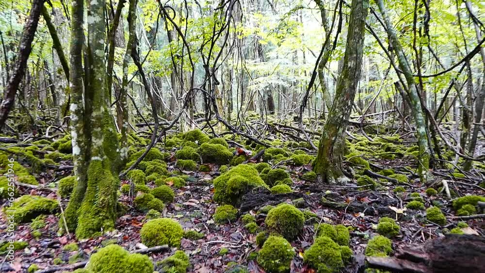 Aokigahara sea of tree Jyukai and hyoketsu ice cave in Mt Fuji and Mt ...