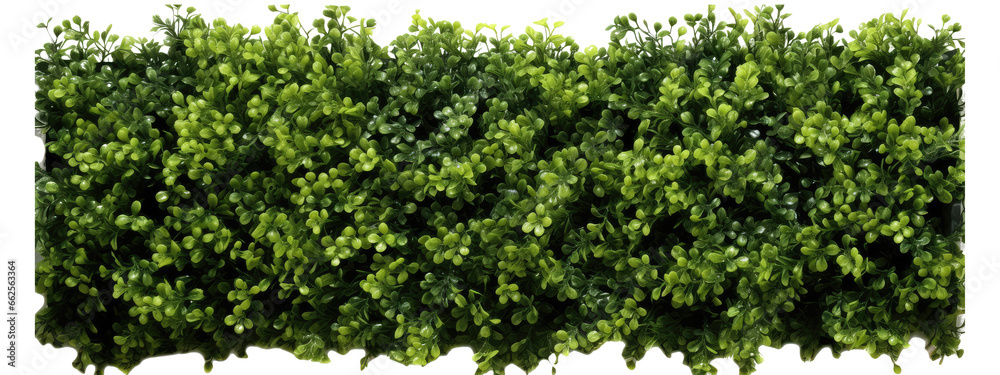 Boxwood Shrubs, providing structure and privacy in garden isolated on ...