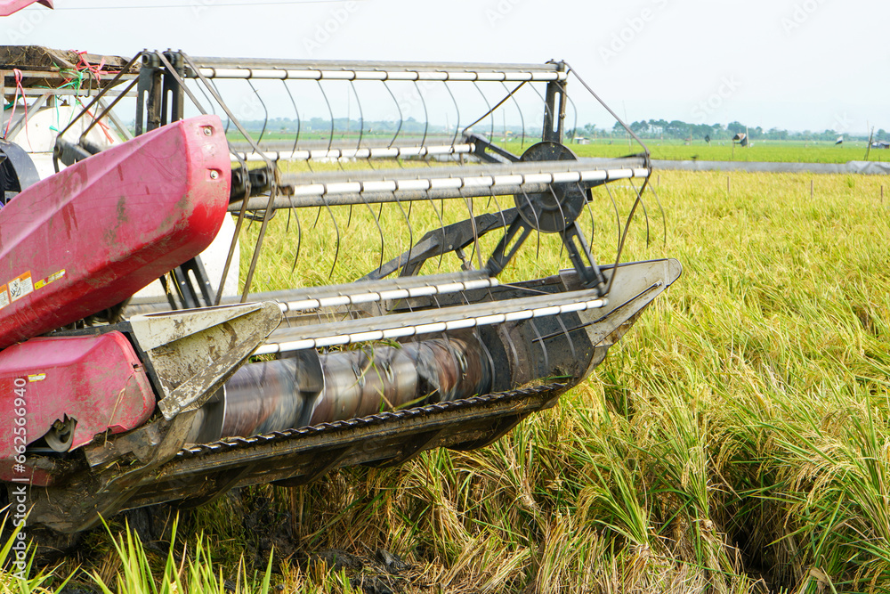 Automatic rice harvester machine is being used to harvest the fields ...