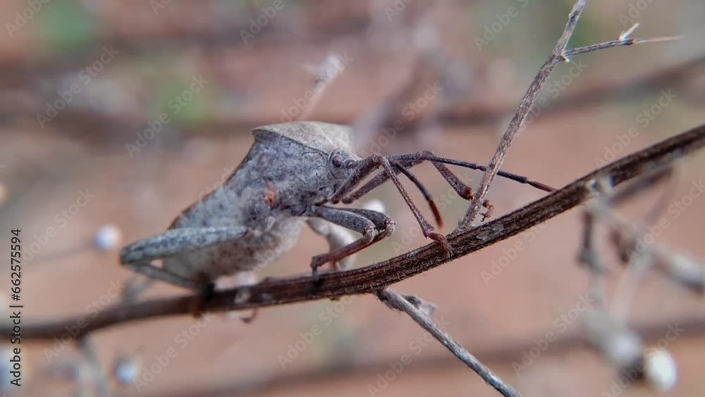 leaf footed bugs Coreidae is a large family of predominantly sap ...