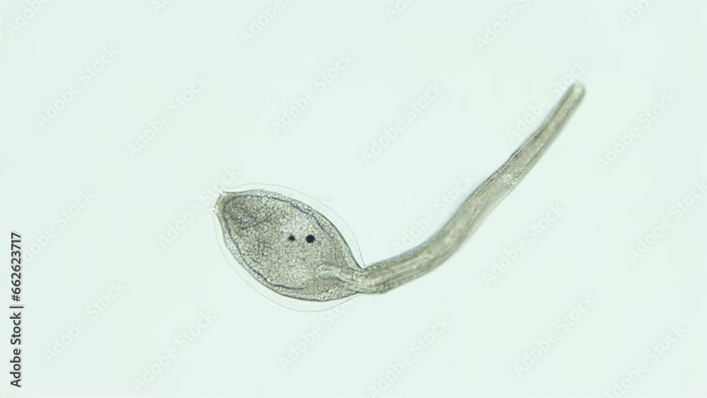 Larva of sea squirts Halocynthia pyriformis under microscope, class ...