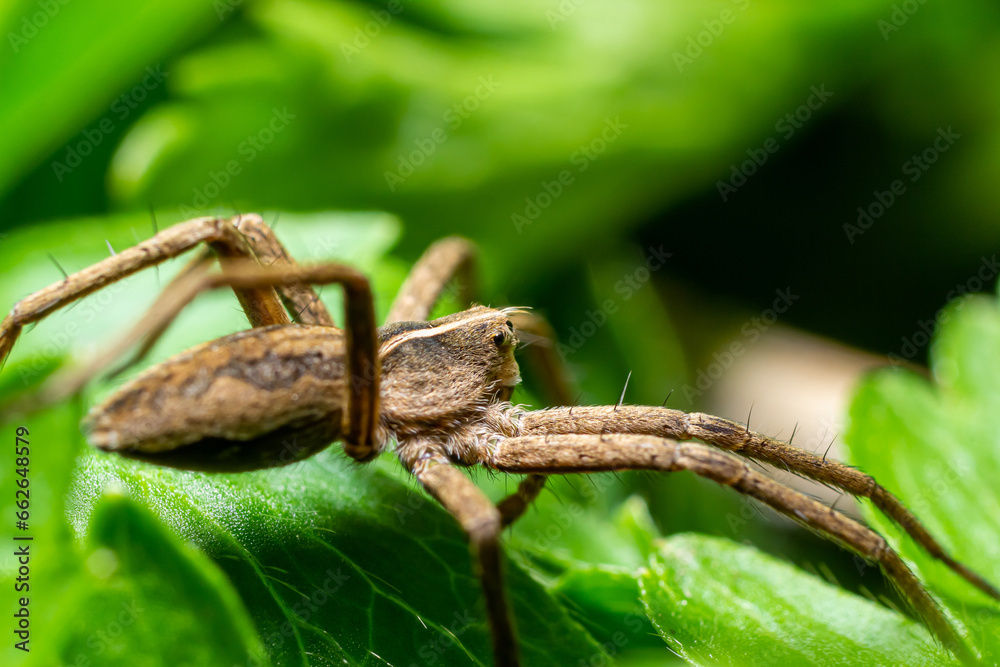 The nursery web spider Pisaura mirabilis is a spider species of the ...