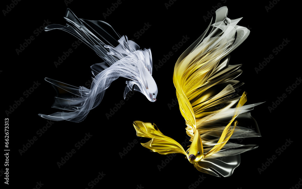 Gold and silver, white fighting fish swimming together or fighting. On ...