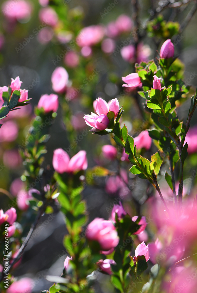 Backlit pink flowers of the Australian Native Rose, Boronia serrulata ...