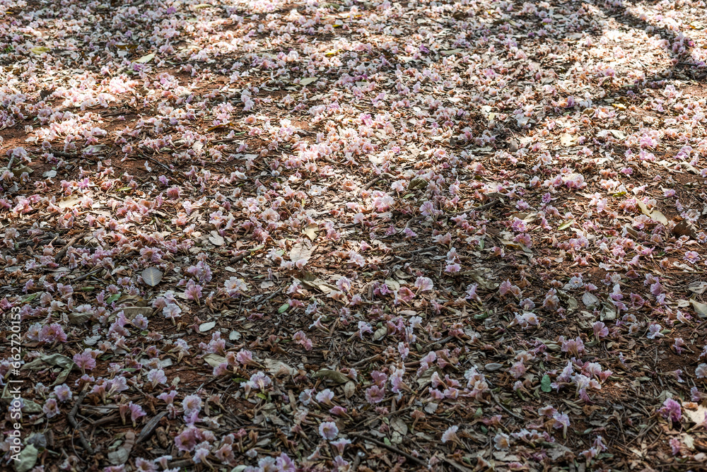 Foliage on the ground, white flowers, pink flowers, fall, autumn ...