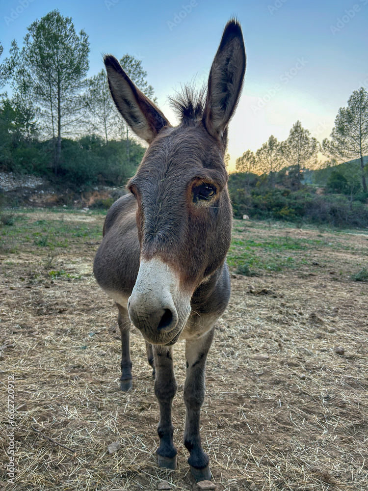 Donkey, Jack, Jenny, Jennet, Burro, Mule, Ass, Ase, Ruc. Donkeys in ...