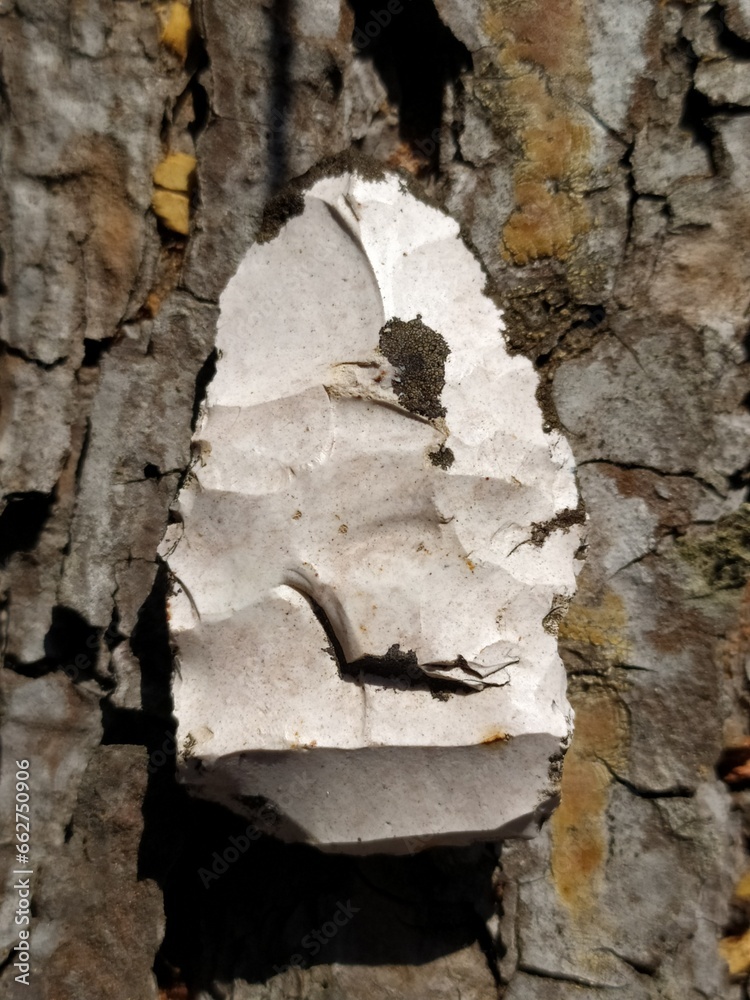 Prehistoric amygdala: archaeological treasure with a mysterious past ...