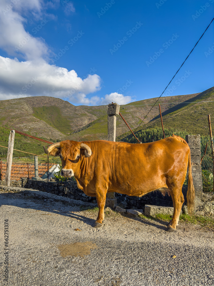 Arouquesa cow on a path in Regoufe rural village, lost in the middle of ...