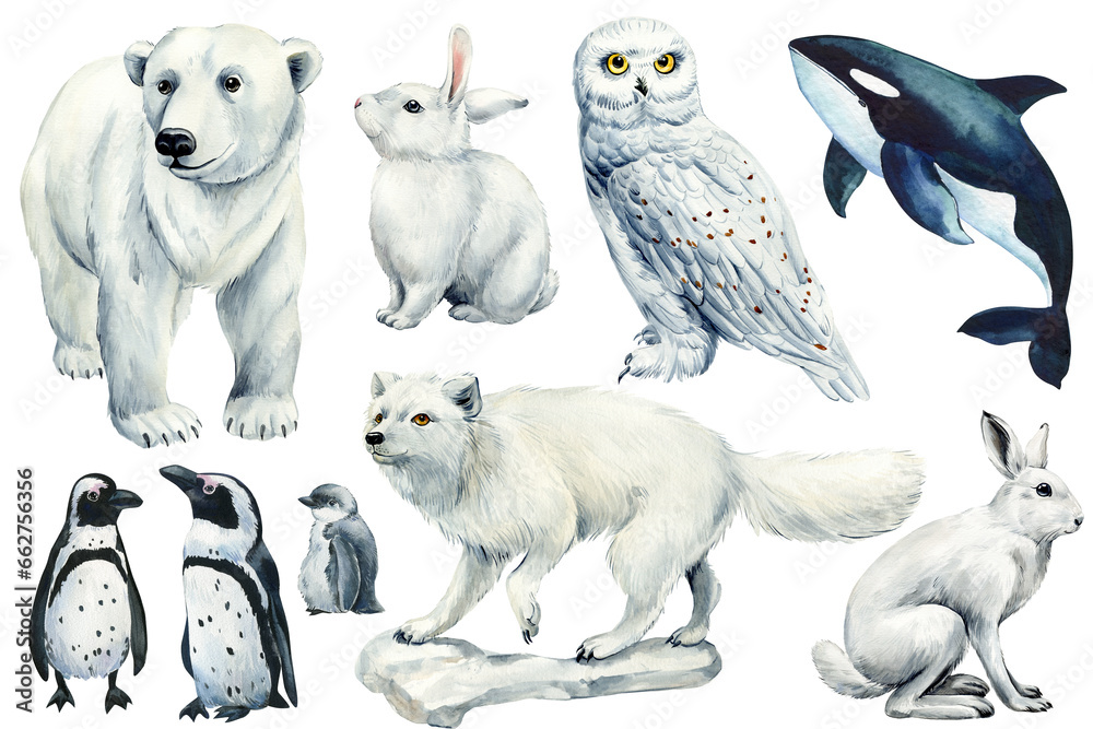 Hare, arctic fox, owl, white bear, penguin and killer whale. Watercolor ...