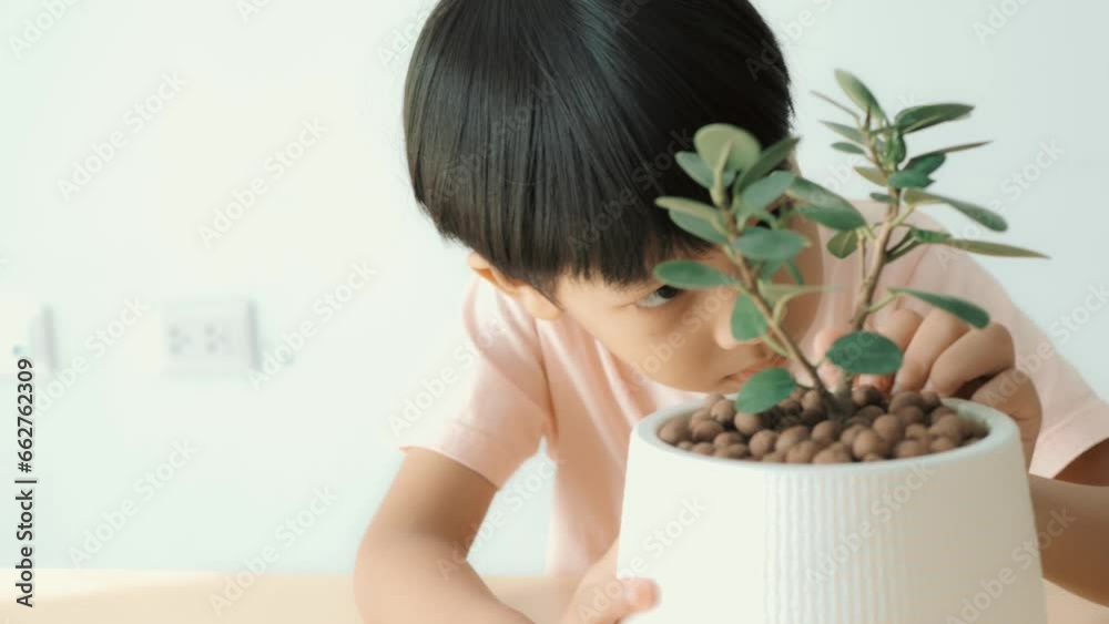 Adorable Asian boy sitting looking at a white pot with miniature plants ...
