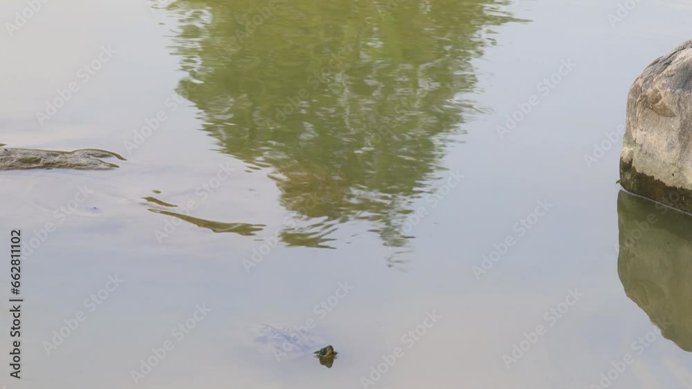Turtle swimming in the pool. Rippling waves and like a turtle playing ...