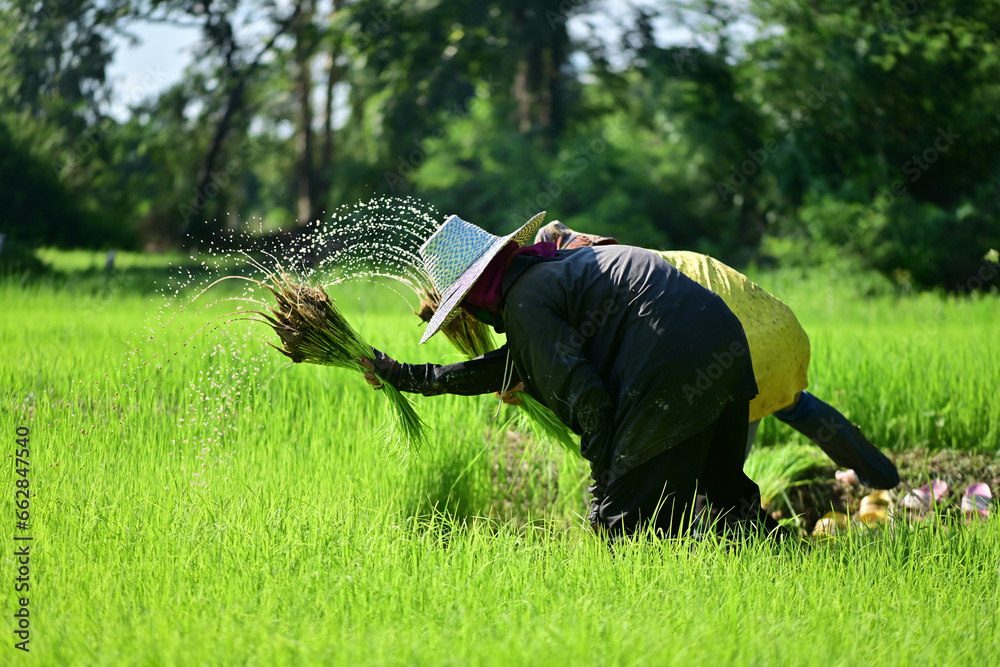 Thai farmers are growing organic jasmine rice. The trees are growing ...