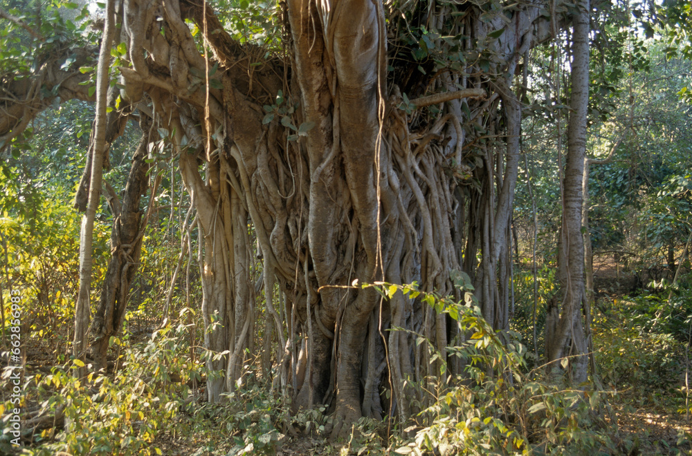 Ficus Banyan, figuier des banians, Ficus benghalensis, Inde Stock Photo ...