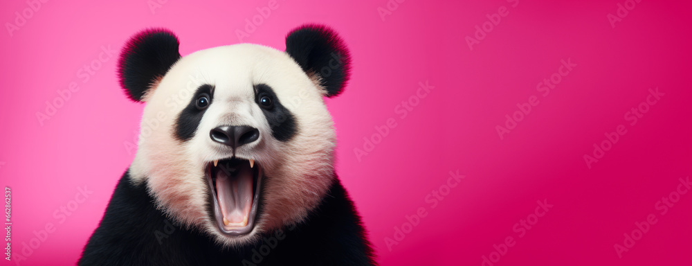 Surprised and shocked panda on pink background. Emotional animal ...