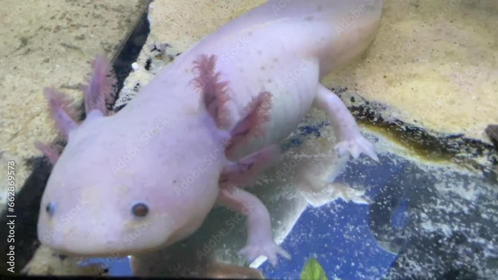 Ein Axolotl im Aquarium. Der Axolotl ist ein aquatil lebender ...
