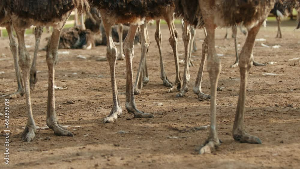 Powerful long legs without feathers of adult ostriches walking slowly ...