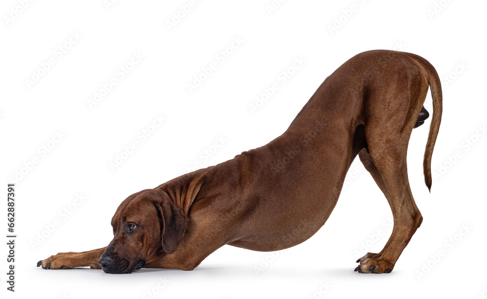 Handsome male Rhodesian Ridgeback dog, standing side ways in funny yoga ...