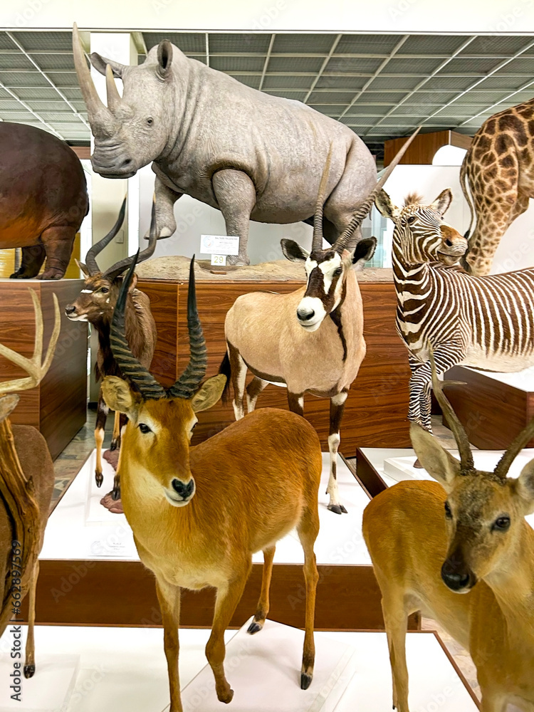 Kaunas, Lithuania, June 2023: Stuffed African animals in a museum ...