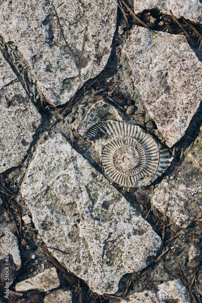 Fossil of specimen of ammonite in stone. Extinct prehistoric animals ...