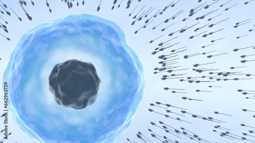 spermatozoon race to the ovum 3d illustration of pregnancy. can be used ...